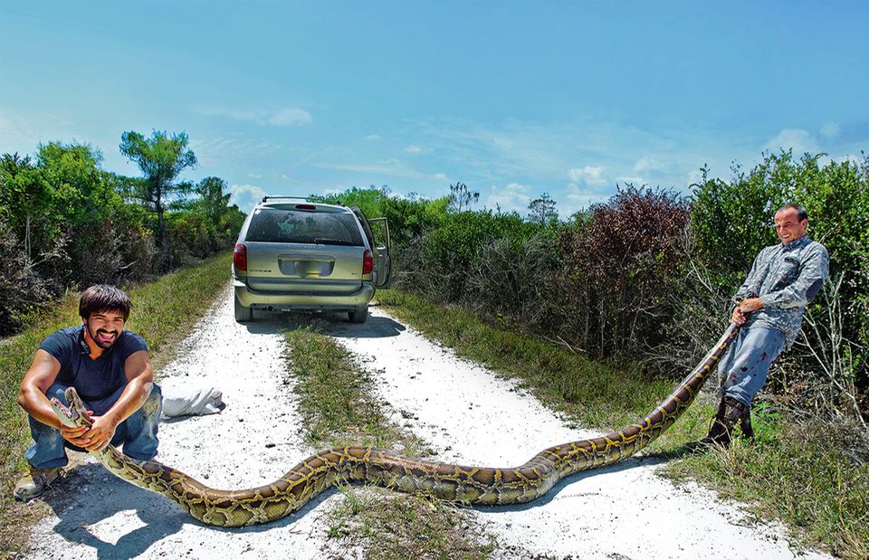 Tigerpython: Die Riesenschlange im Tierlexikon - [GEOLINO]