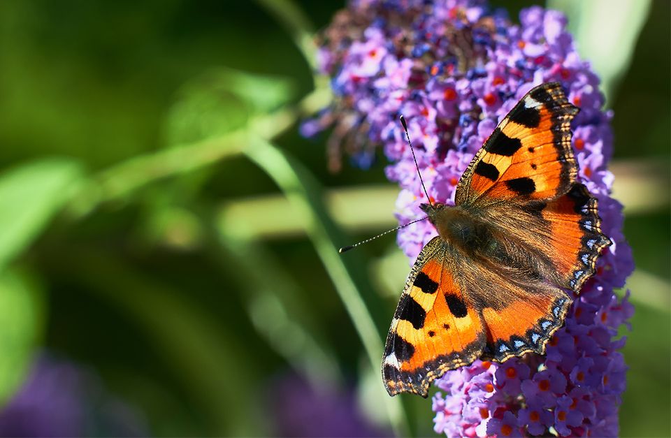 Kleiner Fuchs - [GEOLINO]