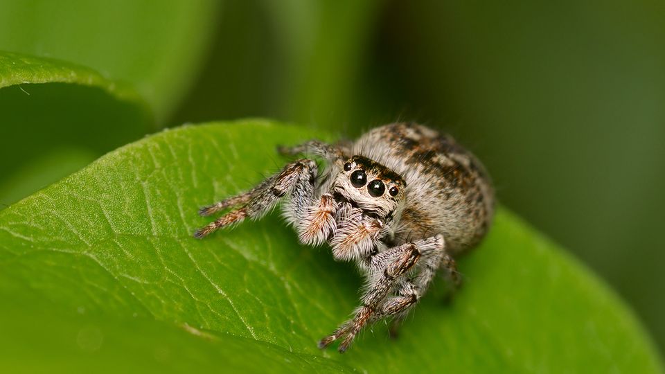 Spinnentiere: Infos im Tierlexikon - [GEOLINO]