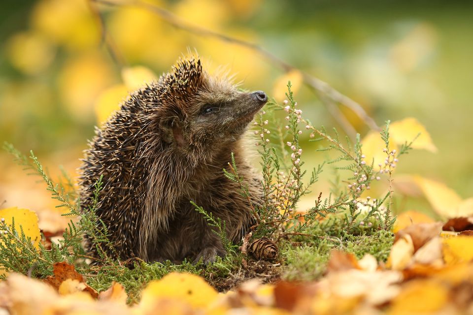 Leserfotograf des Monats: Hobby-Fotograf zeigt, wie bezaubernd unsere ...