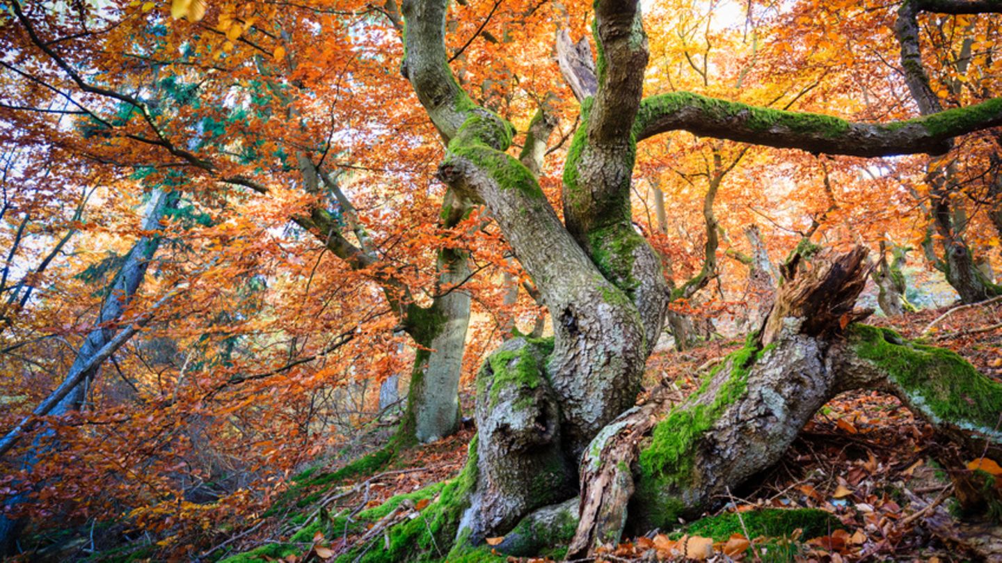 Die schönsten Wälder Deutschlands - [GEO]