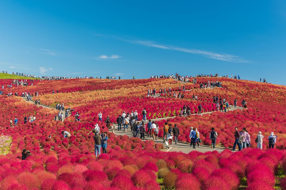 Hitachi Seaside Park, Japan - [GEO]