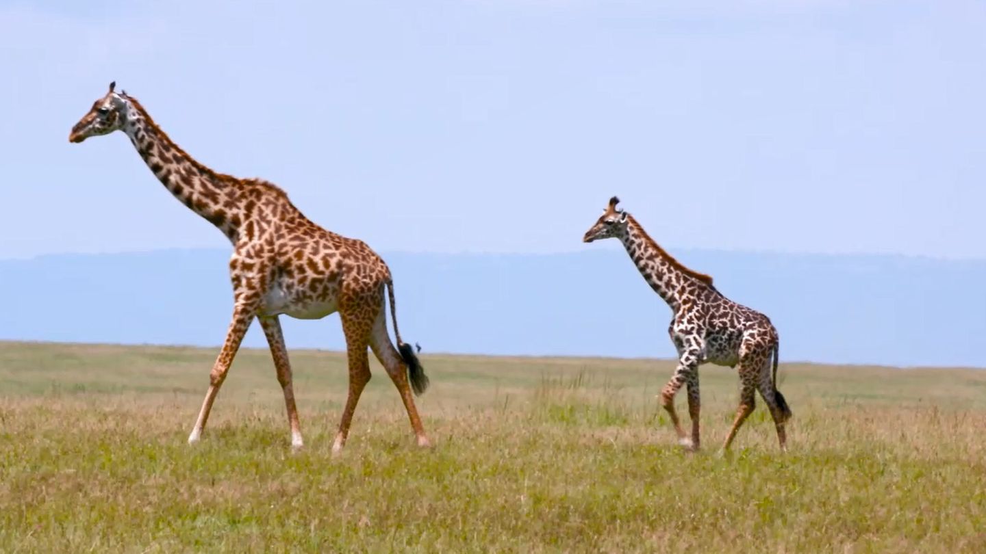 Wildtiere: Die besten Spots für eine Safari in Afrika - [GEO]