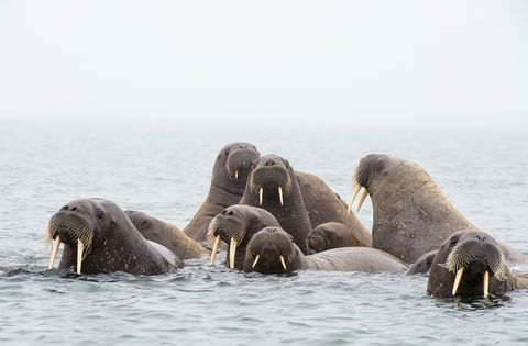 Walross: Steckbrief im Tierlexikon - [GEOLINO]