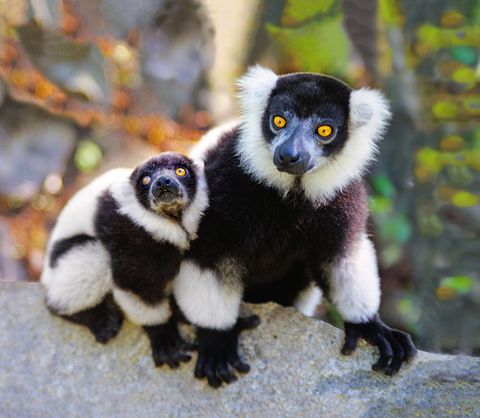 Schwarzweiße Varis: Affen im Tierlexikon - [GEOLINO]