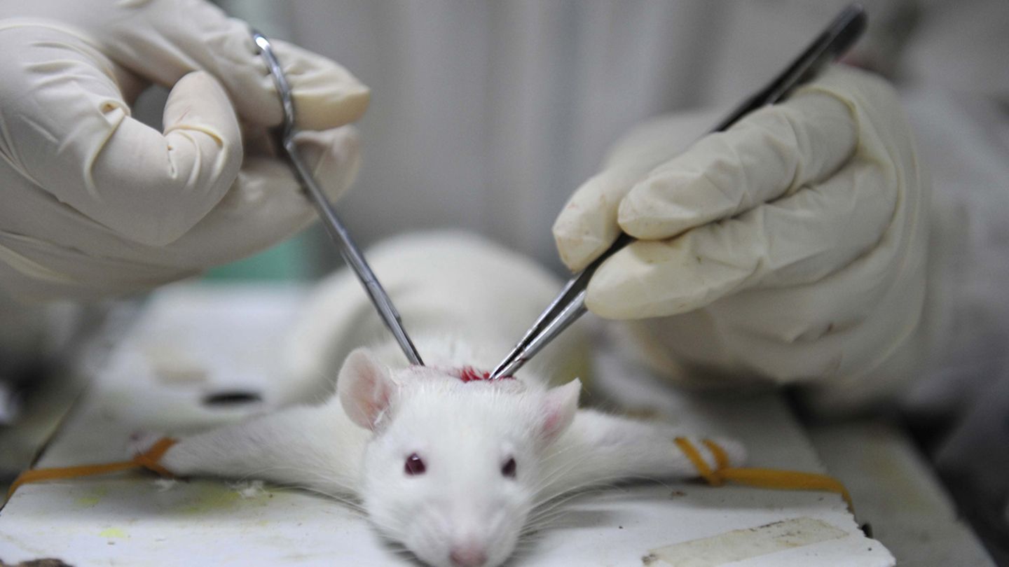 Wieder mehr Tierversuche: Wie man unnötiges Leid abschaffen könnte - [GEO]