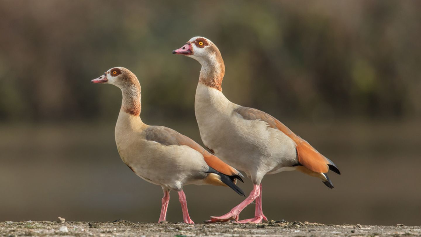 Wird die Nilgans zur Plage? Die wichtigsten Fragen und Antworten - [GEO]