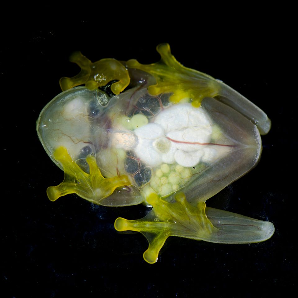 Fleischmann's Glasfrosch - [GEO]