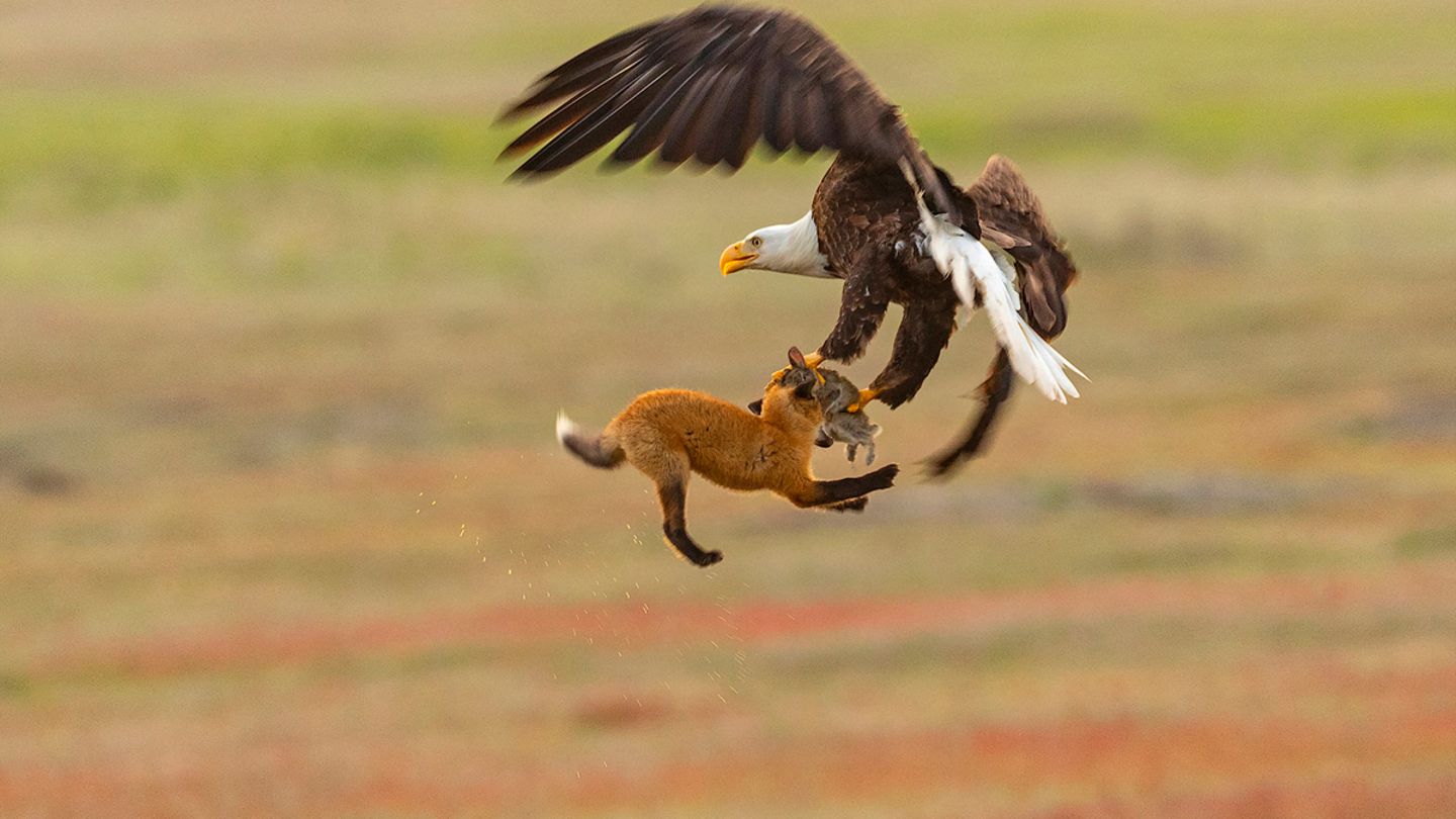 Spektakuläre Fotos: Adler und Fuchs liefern sich einen Luftkampf - [GEO]