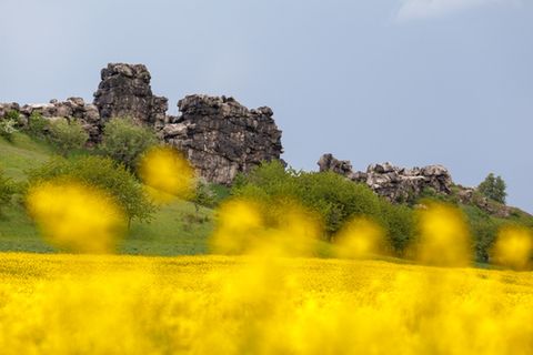 Die 16 schönsten Blumenfelder in Deutschland - [GEO]