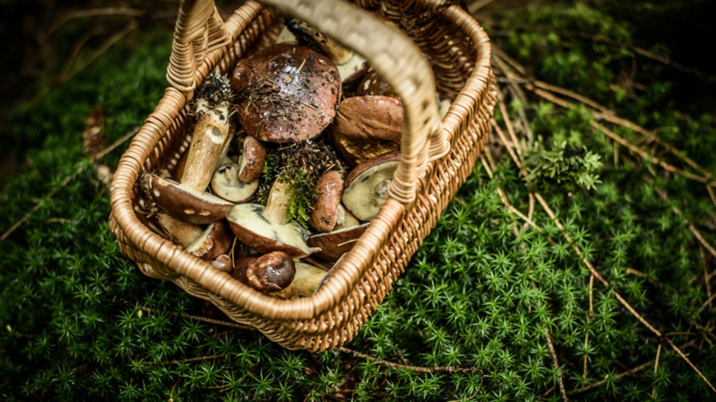 Pilze sammeln - so gelingt es - [GEO]