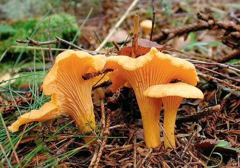 Pfifferling Ahnlicher Pilz