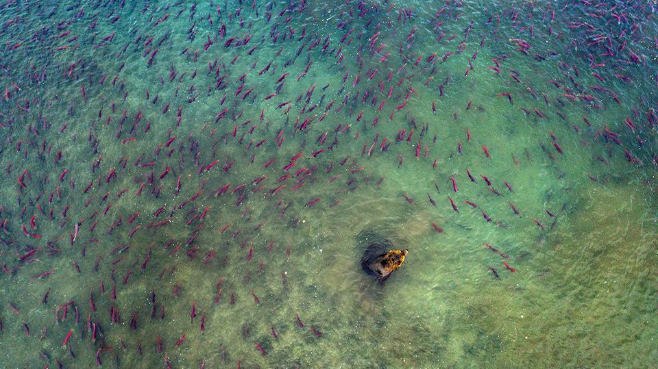 Roie Galitz/Siena International Photo Awards - [GEO]