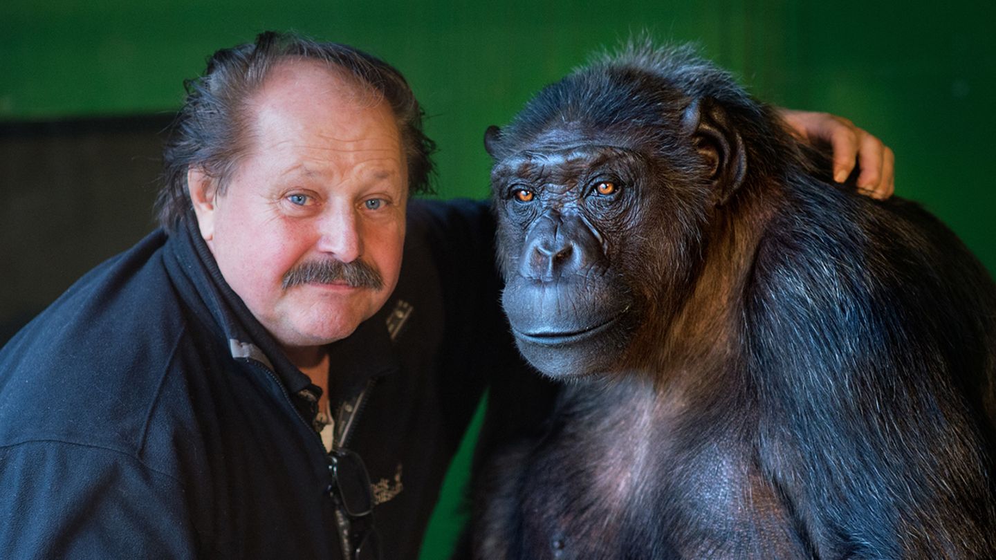 Streit um Zirkus-Schimpanse Robby: Kommentar zum Urteil - [GEO]