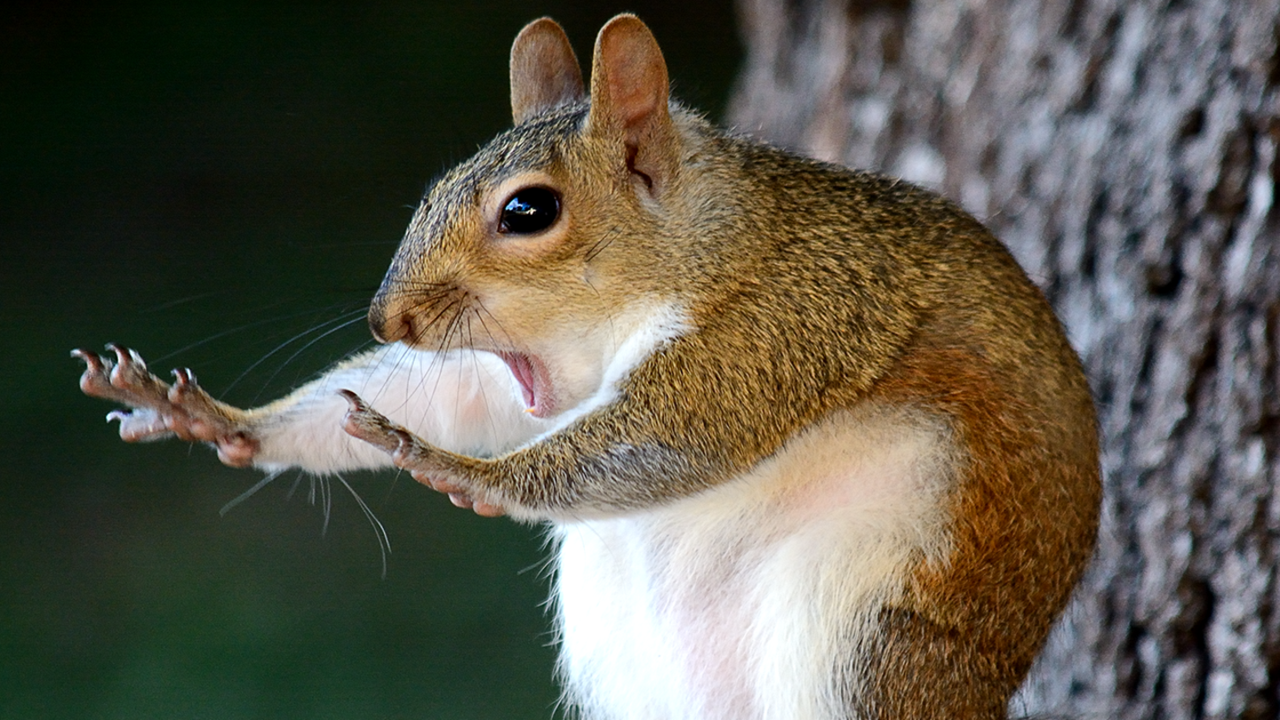 Comedy Wildlife Awards 2018: die lustigsten Tierfotos - [GEO]