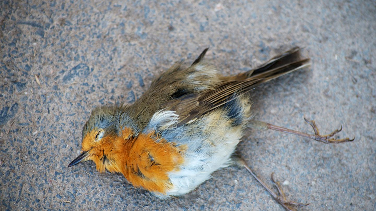 Biodiversität: "Das Thema Artensterben ist mindestens so wichtig wie der Klimawandel" - [GEO]