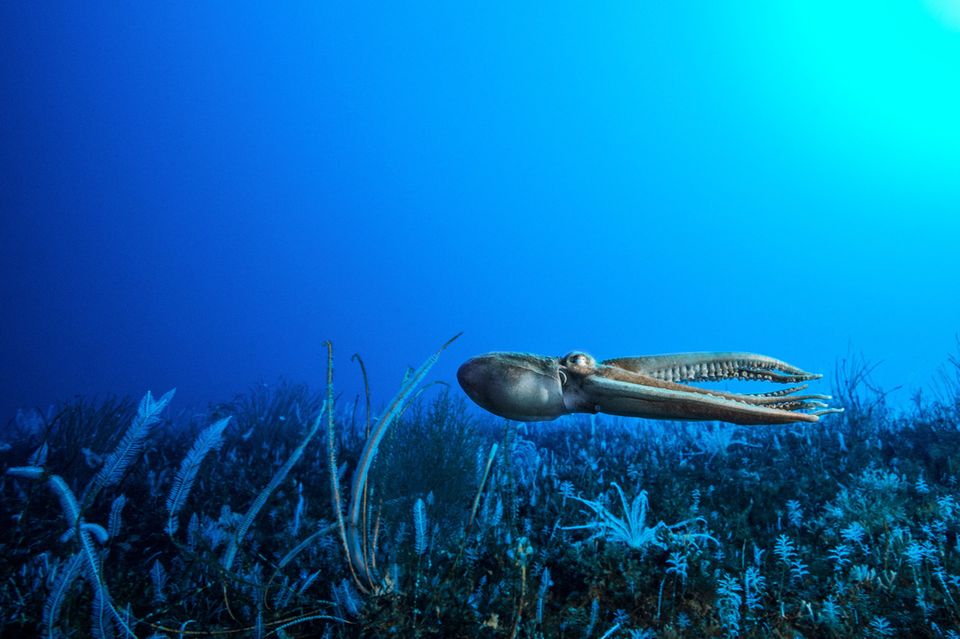 Antarktischer Krake - [GEO]