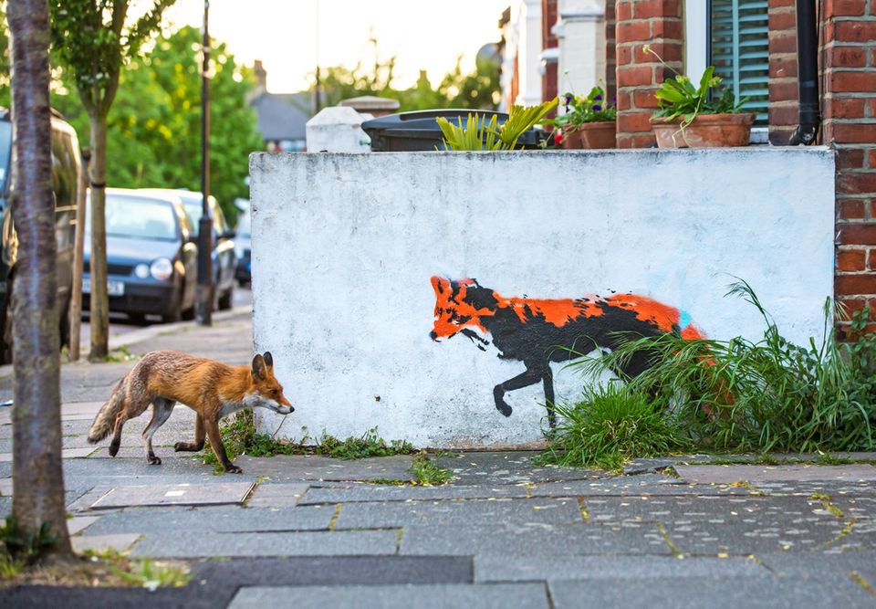 Wildlife Photographer of the Year: Diese Naturfotos haben die Herzen ...