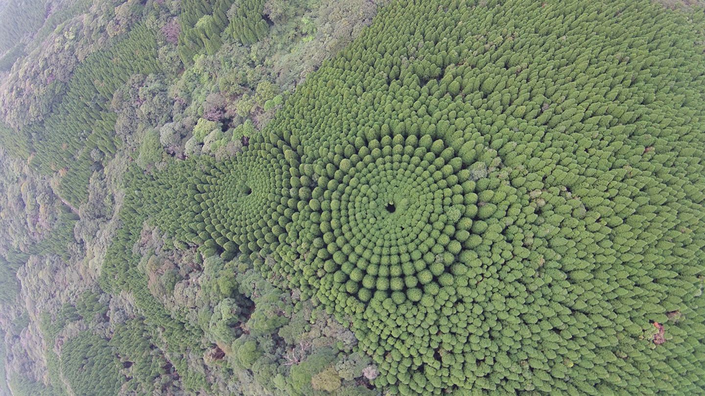 Japan: Kreise im Wald: Das steckt hinter der kuriosen Luftaufnahme - [GEO]