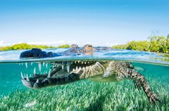 Leistenkrokodil: Der Räuber im Tierlexikon - [GEOLINO]