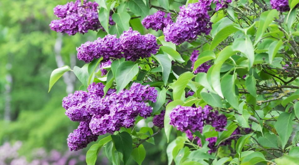 Gewöhnlicher Flieder - [GEO]