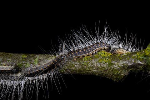 Eichenprozessionsspinner: Was Sie über die giftigen Raupen wissen ...