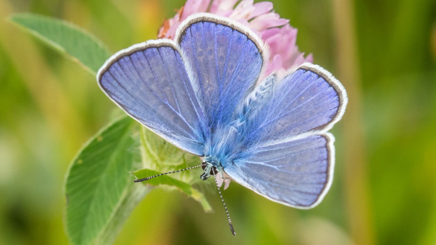 Quiz: Schmetterlinge erkennen - [GEO]