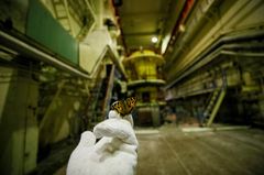 Hunde in Tschernobyl zeigen Genveränderungen - [GEO]