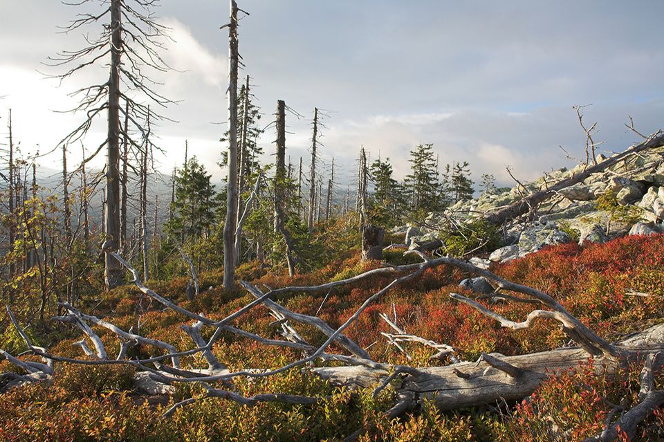 Waldsterben 2.0: Experten-Interview über Maßnahmen und Konsequenzen - [GEO]