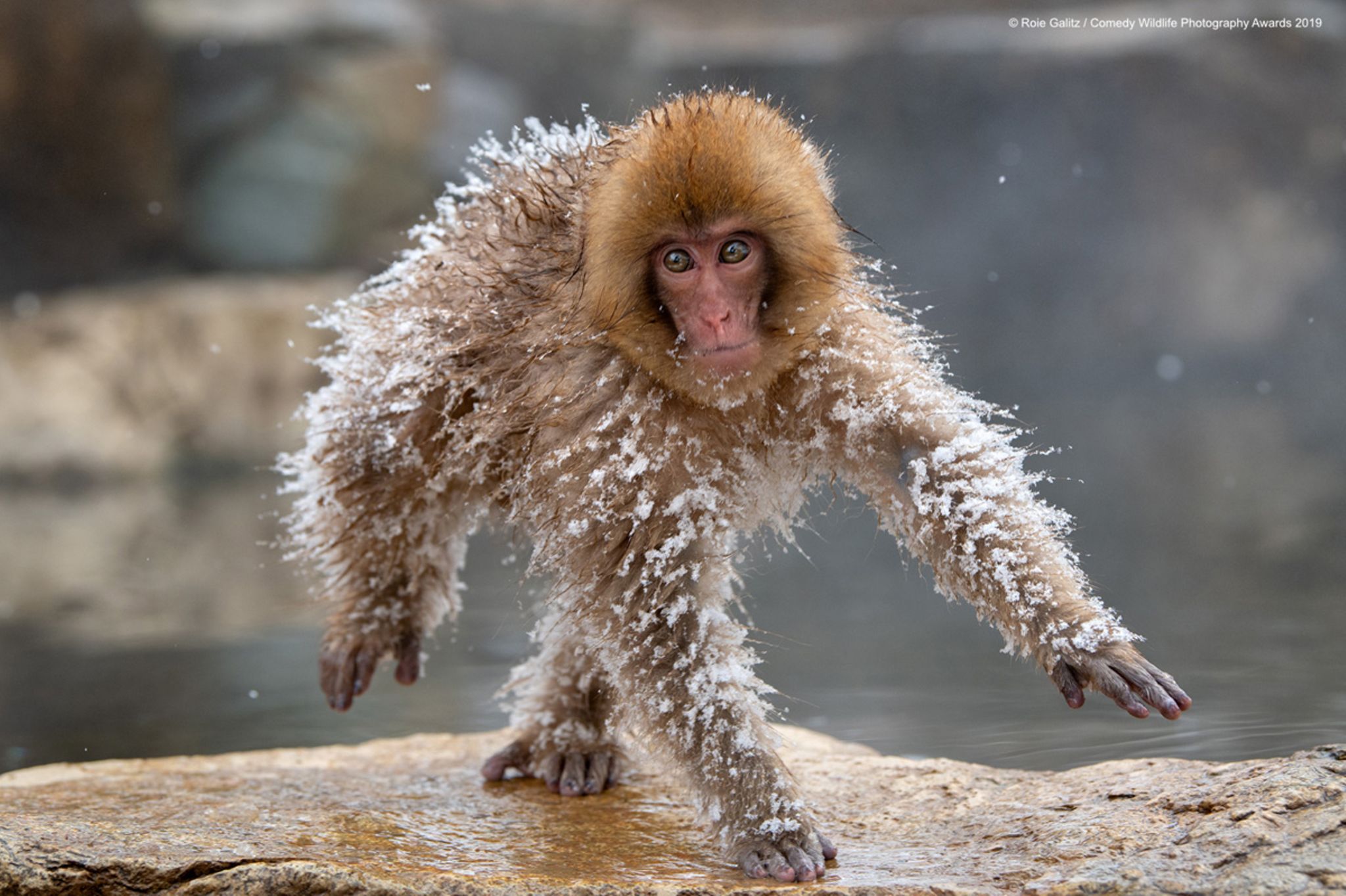 Die Lustigsten Tierfotos Aller Zeiten Die Lustigsten Wildtierfotos