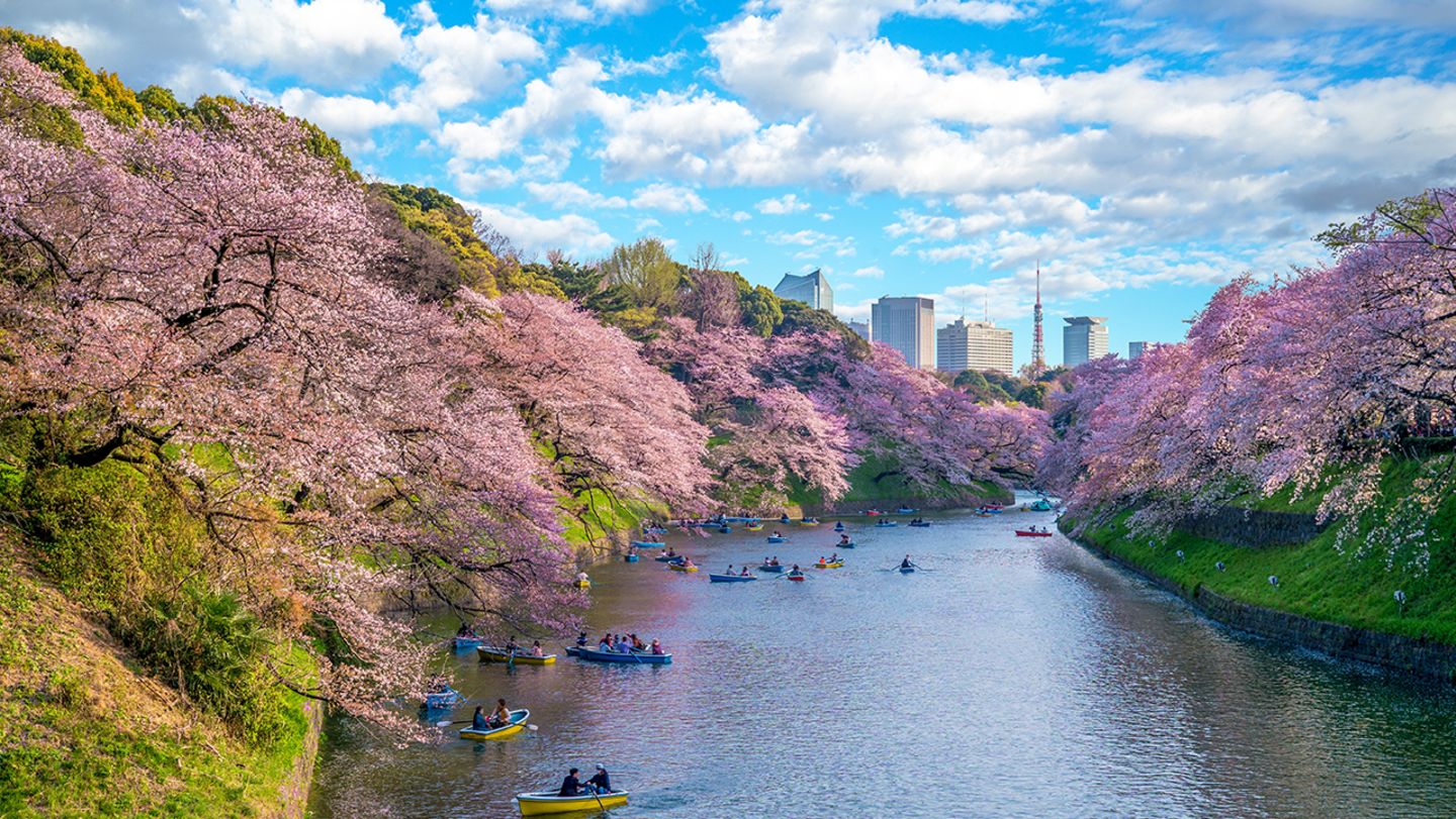 Kirschblüte in Japan: Hier ist sie besonders schön - [GEO]