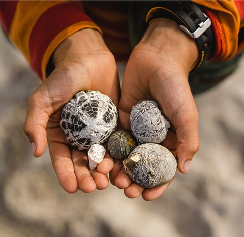 Fossiliensuche an der Ostsee: Ausflug in die Urzeit - [GEO]