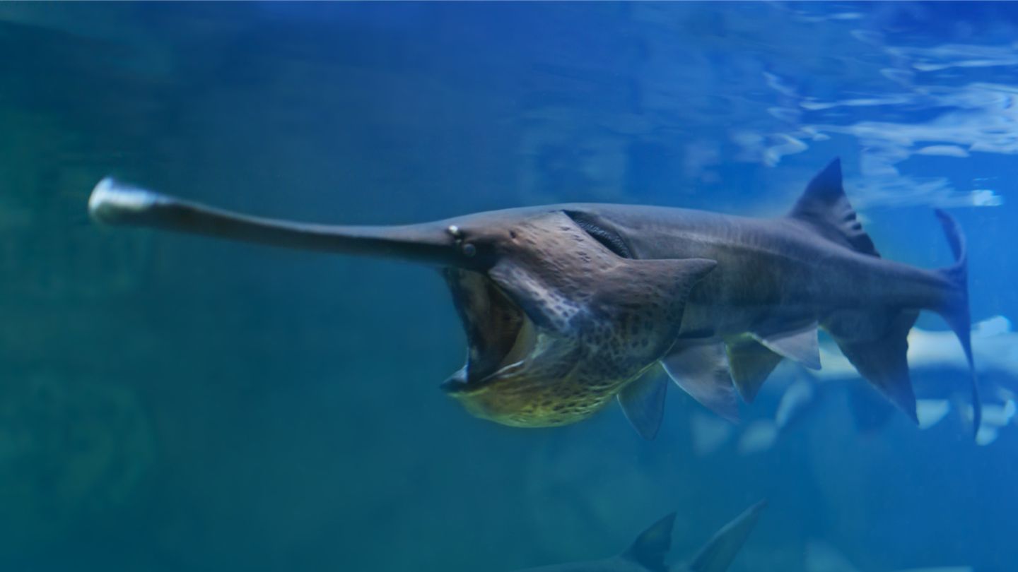 Dieser Riesenfisch ist die erste ausgestorbene Art 2020 - [GEO]