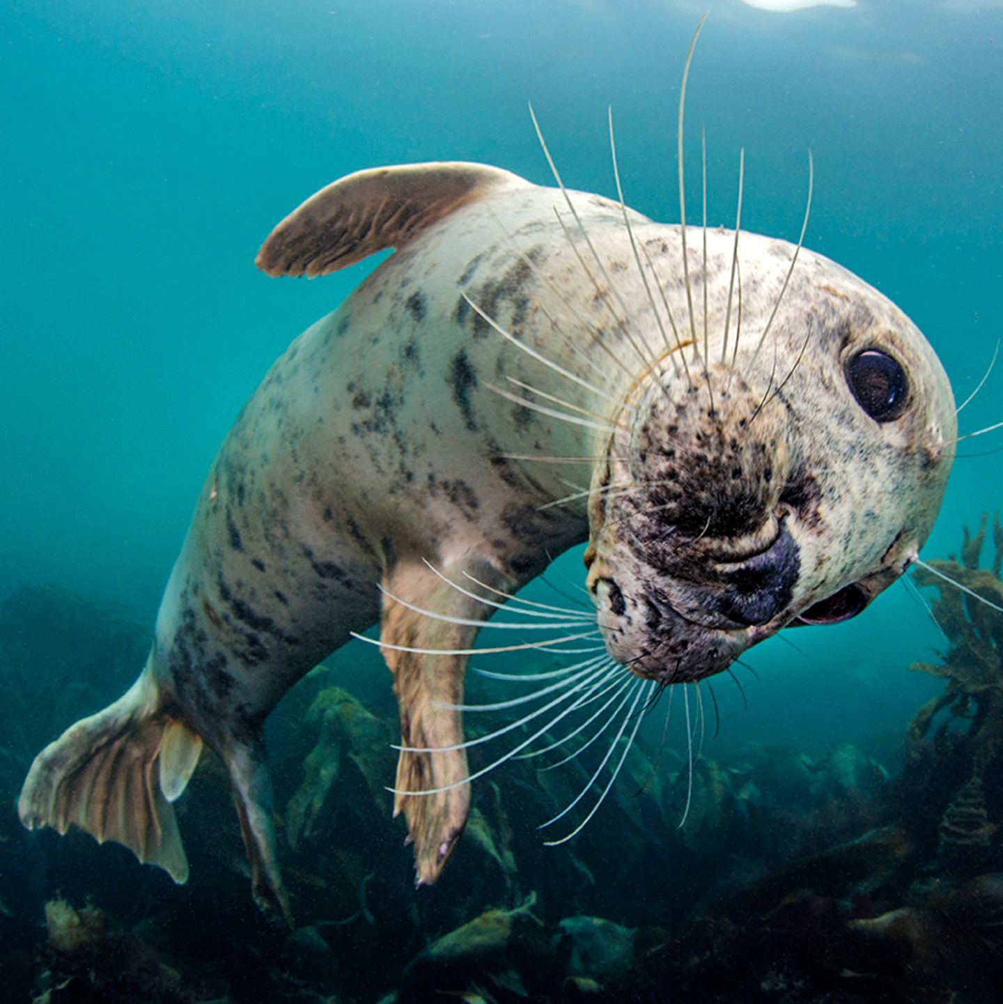 Robbentier Im Wasser