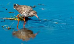Tipperne: Ein Paradies für Ornithologen - [GEO]