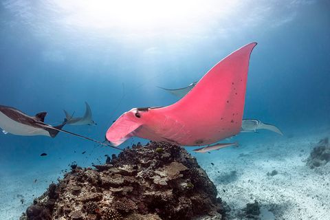 Pinker Rochen verzaubert Unterwasserfotografen - [GEO]
