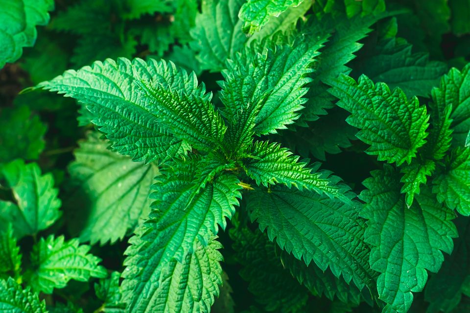 Brennnesseln - [GEO]