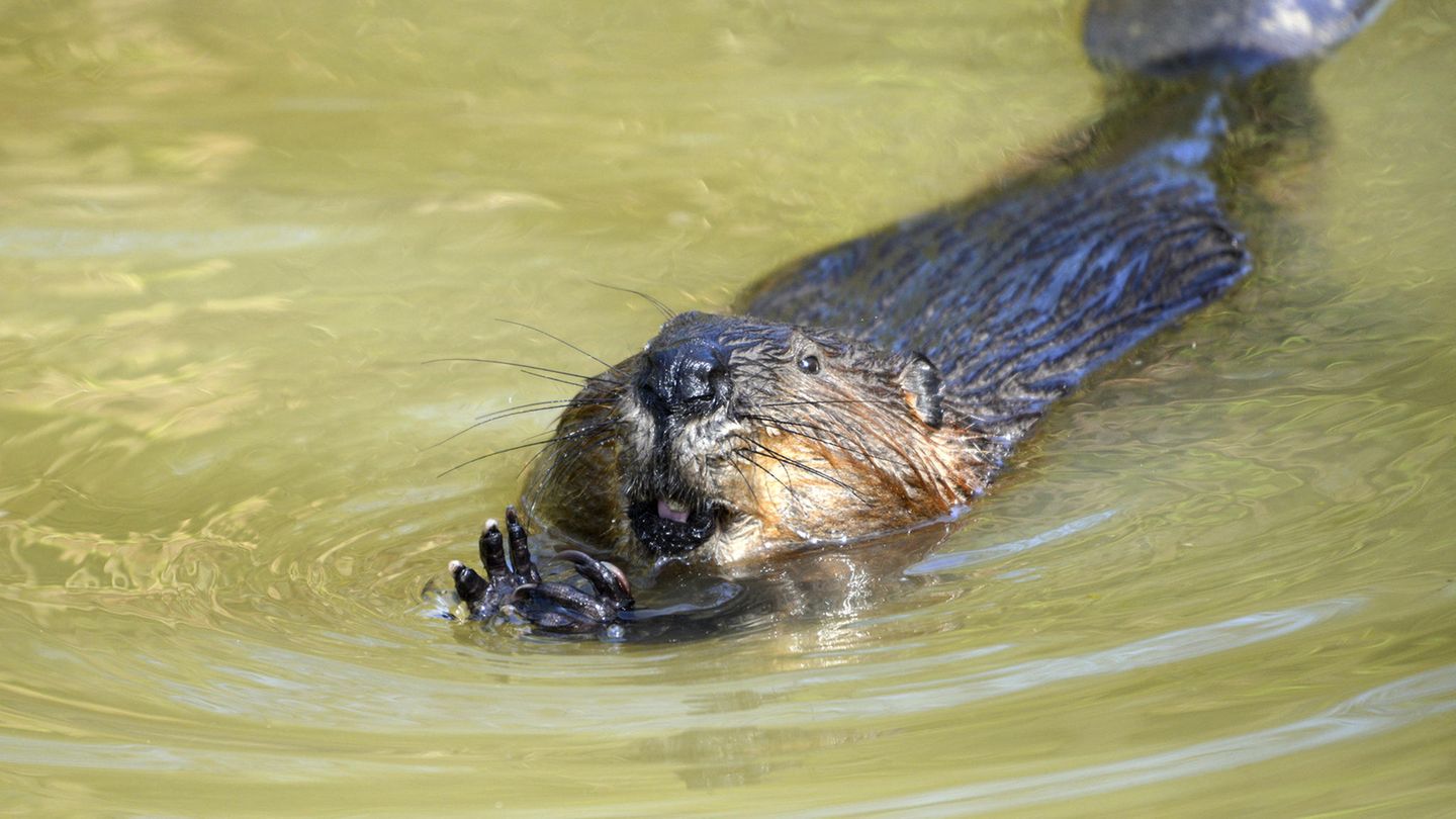 Biber - Infos im Tierlexikon - [GEOLINO]