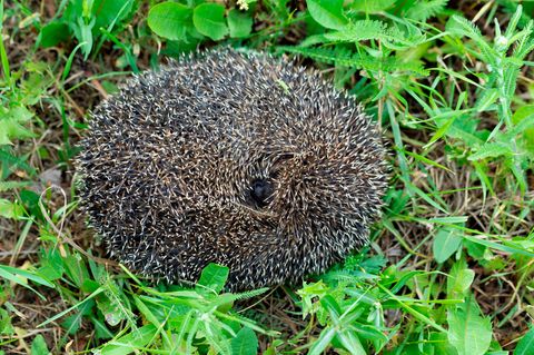 Igel: Echte Einzelgänger - [GEOLINO]