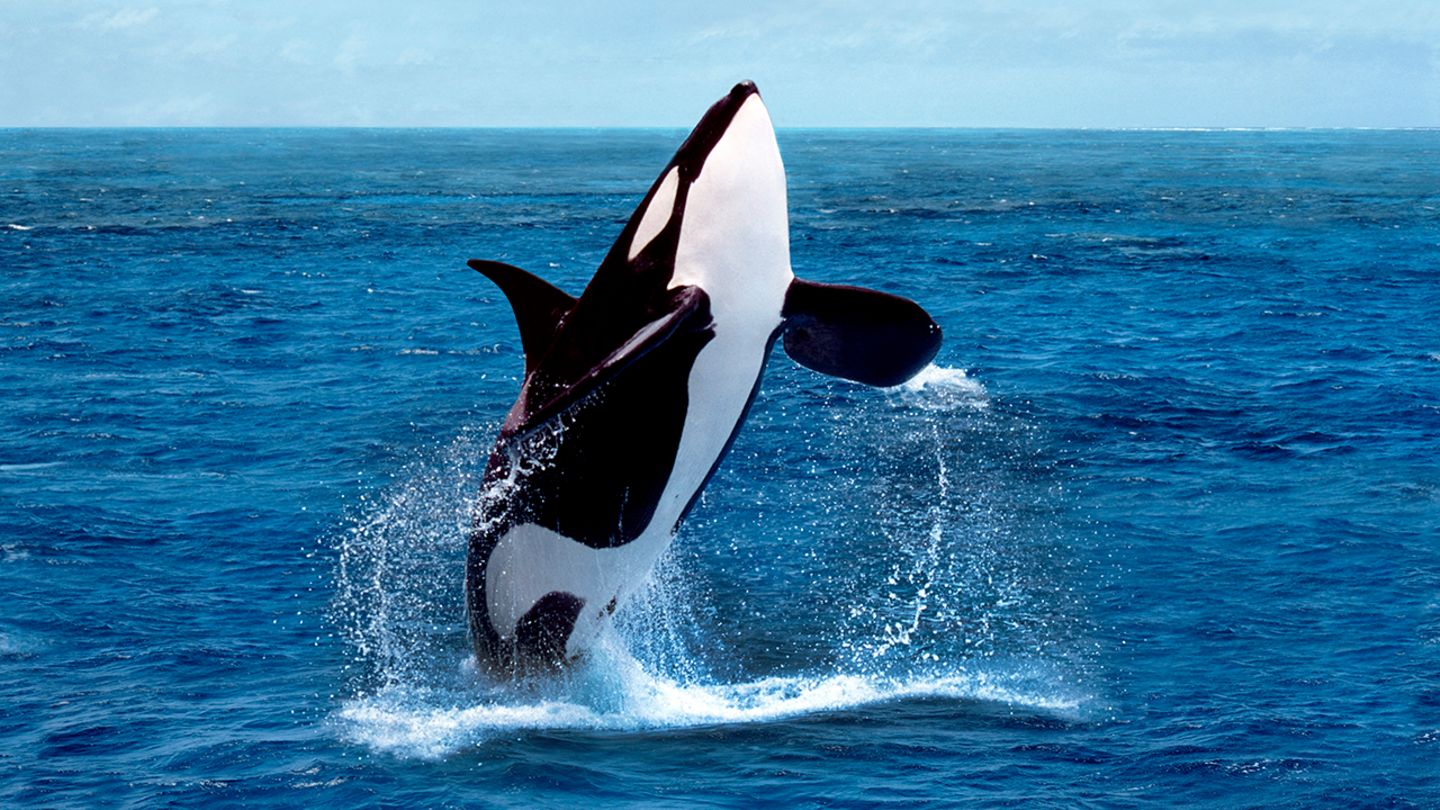 Befahrensverbot: Rätselhafte Orca-Angriffe auf Segeljachten: Spanische ...