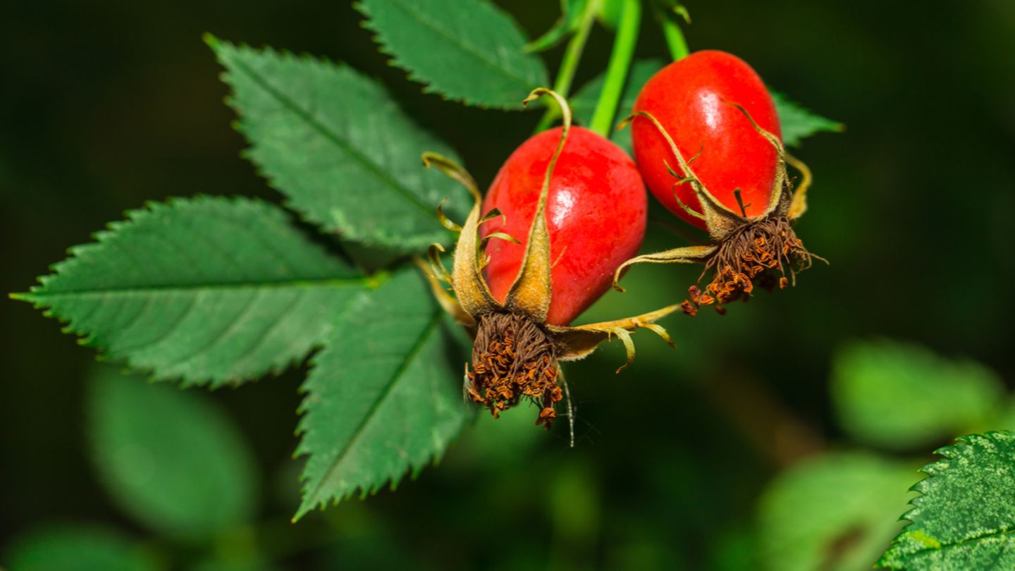 Warum das Innere der Hagebutte juckt - [GEO]