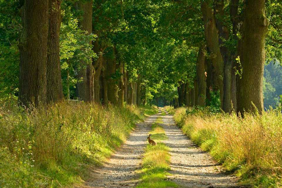 Eichenallee, am Reinhardswald, Hessen - [GEO]