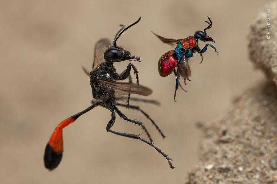 Wildlife Photographer of the Year: Das sind die besten Tierbilder des ... Wildlife Photographer of the Year: Das sind die besten Tierbilder des ...