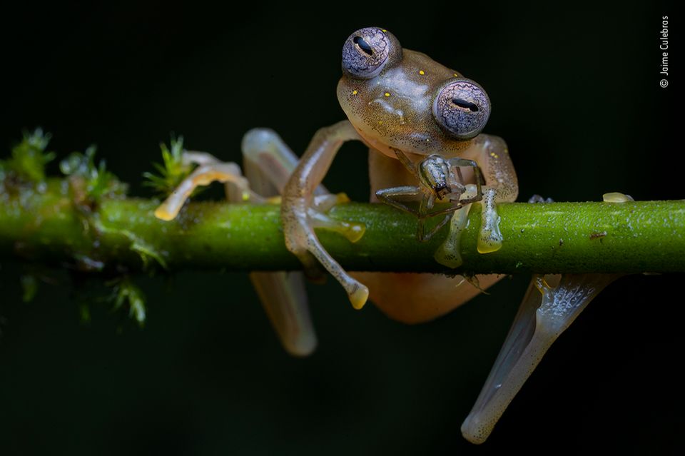 Wildlife Photographer of the Year: Das sind die besten Tierbilder des ... Wildlife Photographer of the Year: Das sind die besten Tierbilder des ...