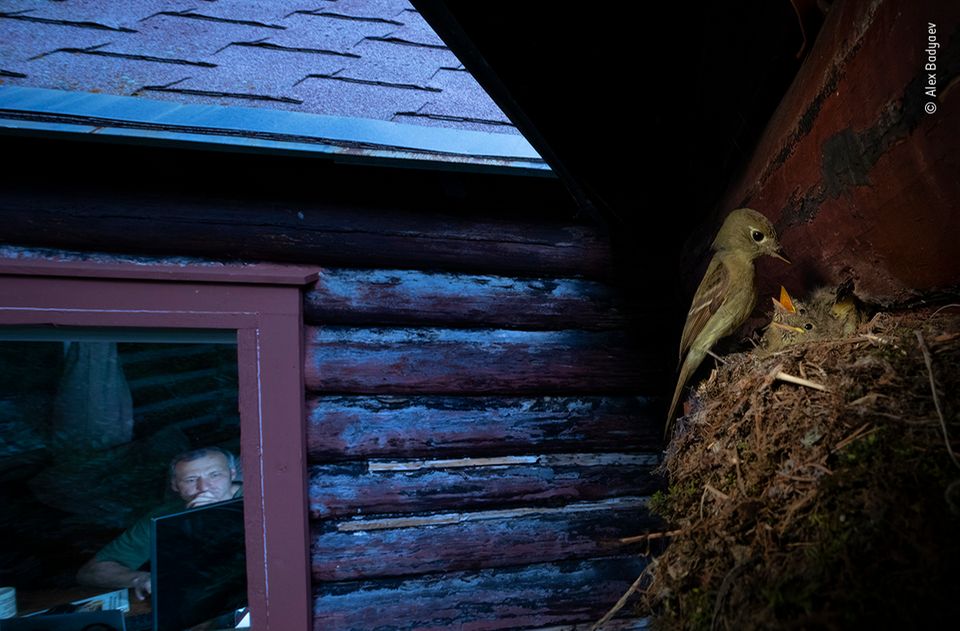 Wildlife Photographer of the Year: Das sind die besten Tierbilder des ... Wildlife Photographer of the Year: Das sind die besten Tierbilder des ...
