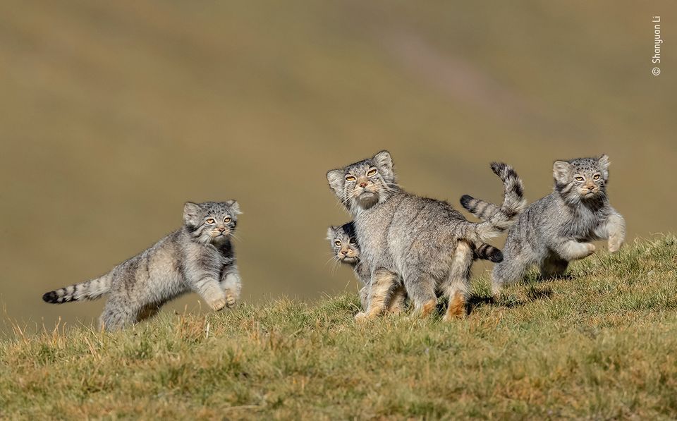 Wildlife Photographer of the Year: Das sind die besten Tierbilder des ... Wildlife Photographer of the Year: Das sind die besten Tierbilder des ...