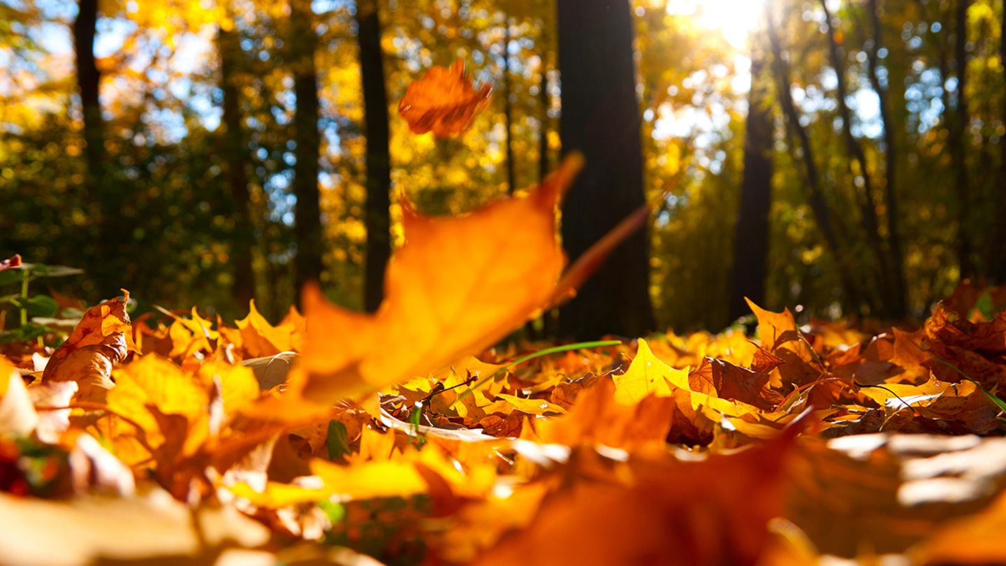 Quiz: Testen Sie Ihr Wissen über den Herbst! - [GEO]