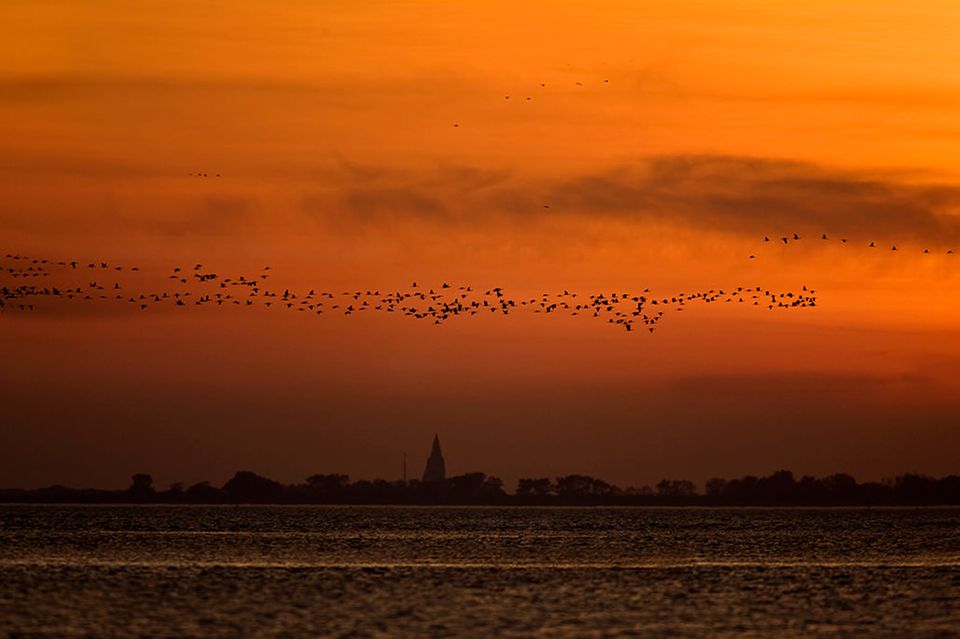 Riesige Schwärme an denselben Stellen - [GEO]