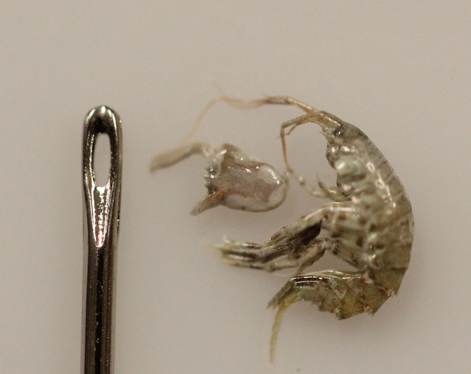 Flohkrebse: An der Grenze des Möglichen: Kein Tier schnappt schneller ...