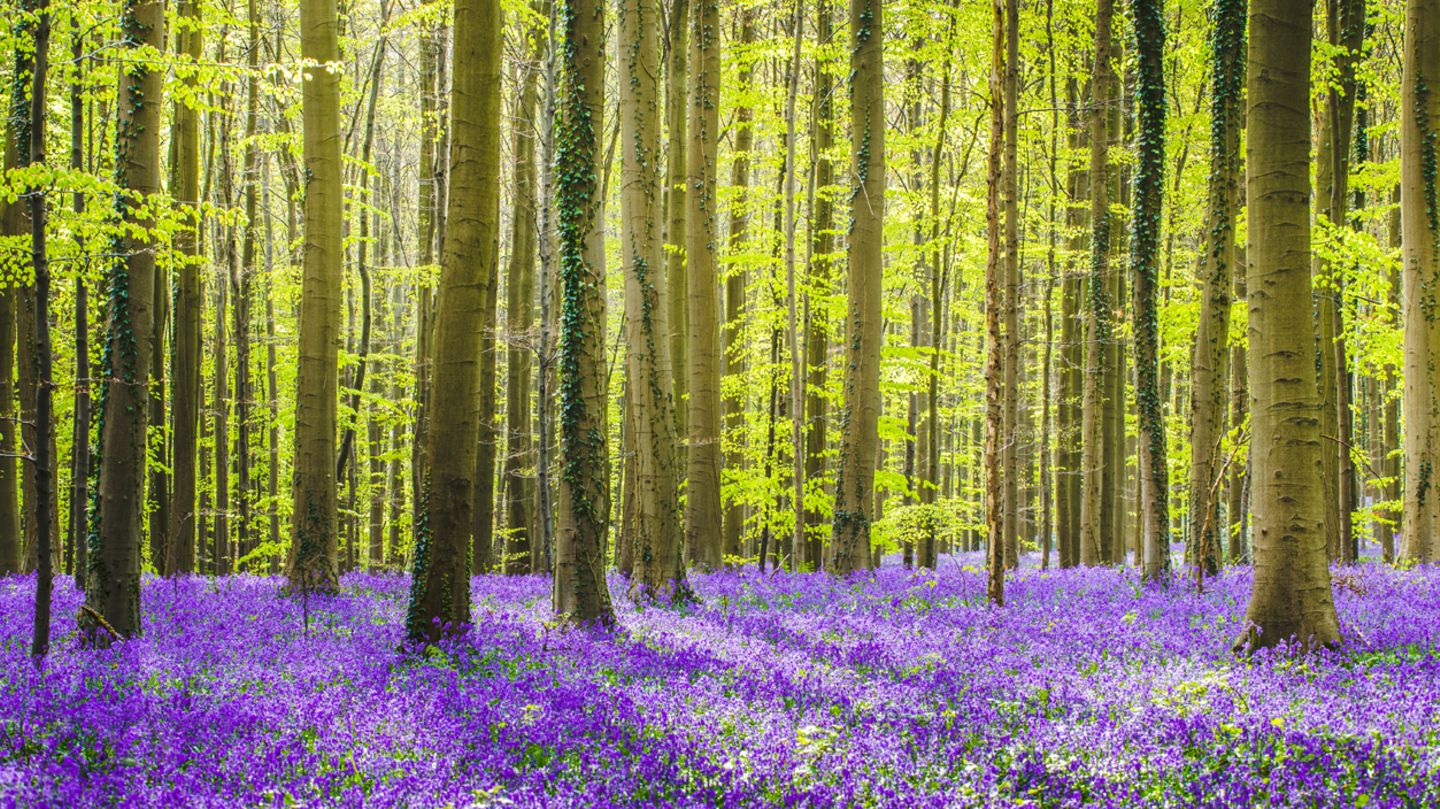 Die schönsten Wälder Europas - [GEO]